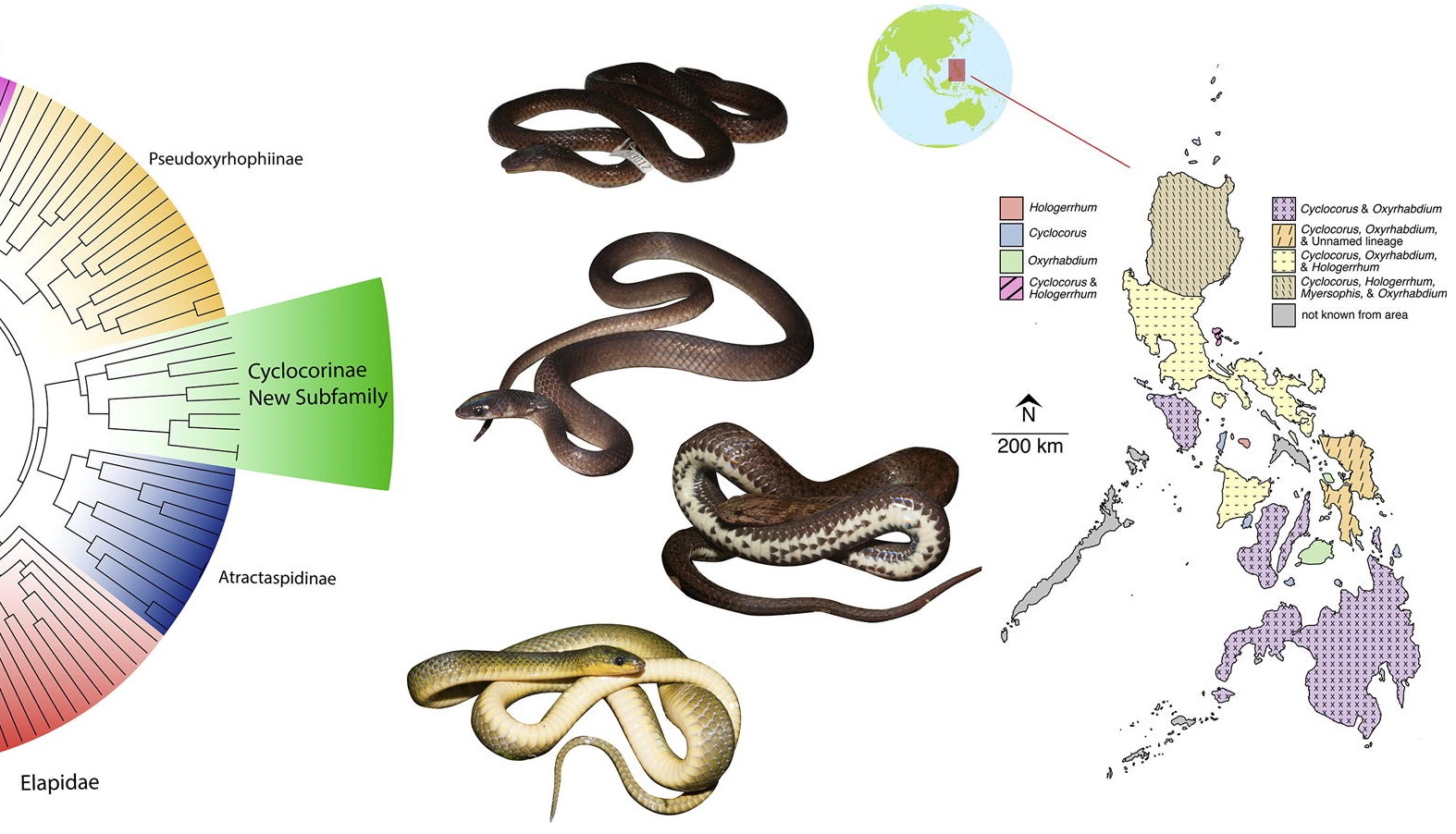 Species New to Science: [Herpetology • 2018] Cyclocorinae (New ...