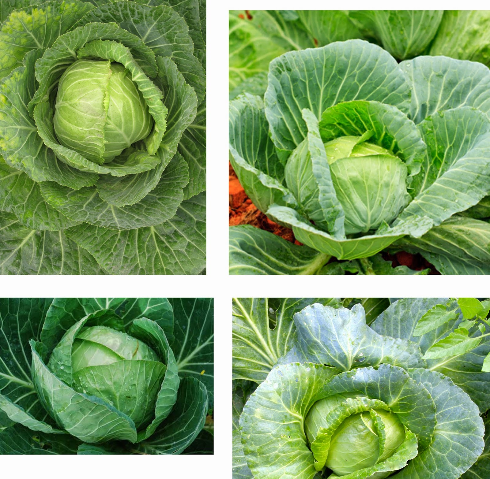 SDCC Design 100 Desiree Robichaux