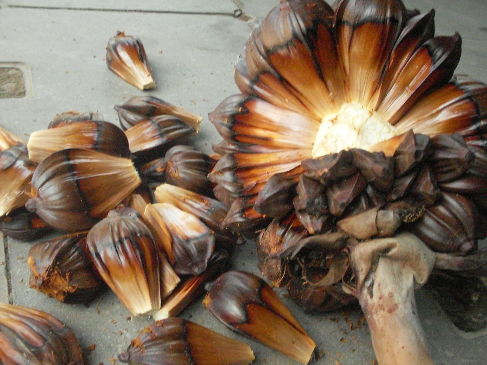 Field of Dreams: Nira Nipah