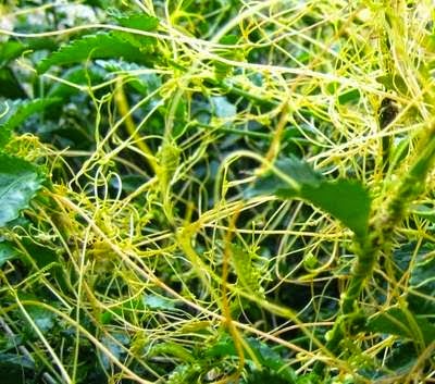 Jenis-jenis Tumbuhan Parasit: Jenis-jenis Tumbuhan Parasit