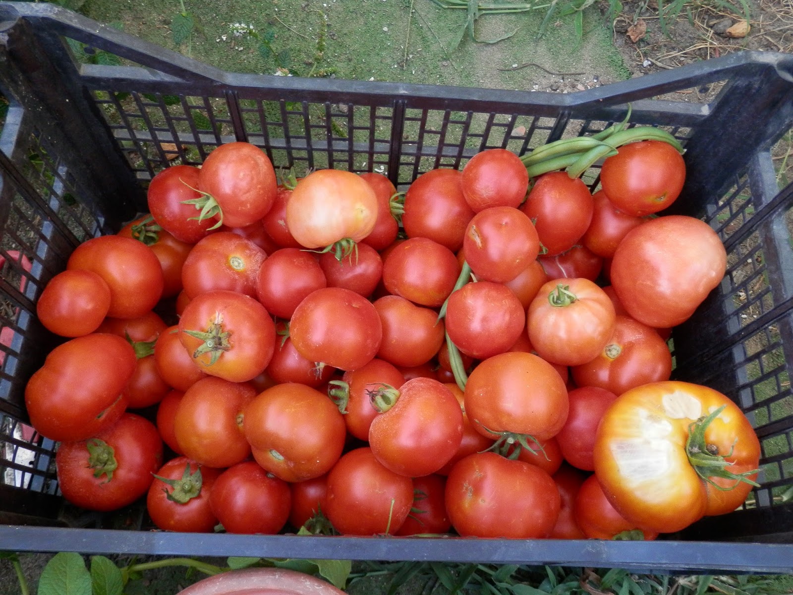 LA HUERTA BRICOECOLOGICA: Tomates de racimo