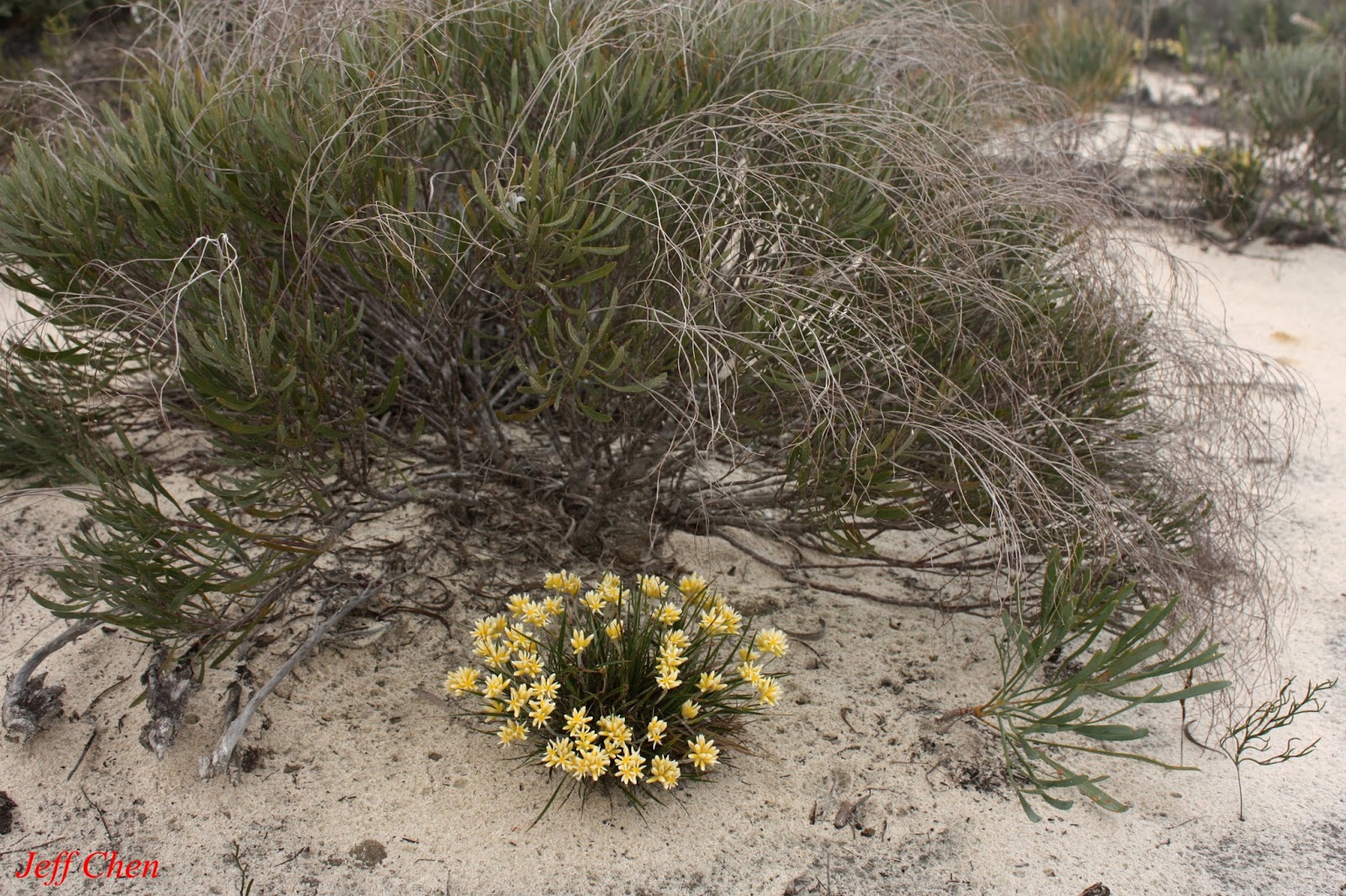 Jeff Chen旅遊登山攝影: Badgingarra National Park, WA