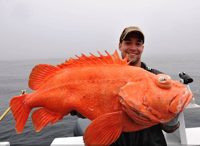 Big Fish Caught In Alaska