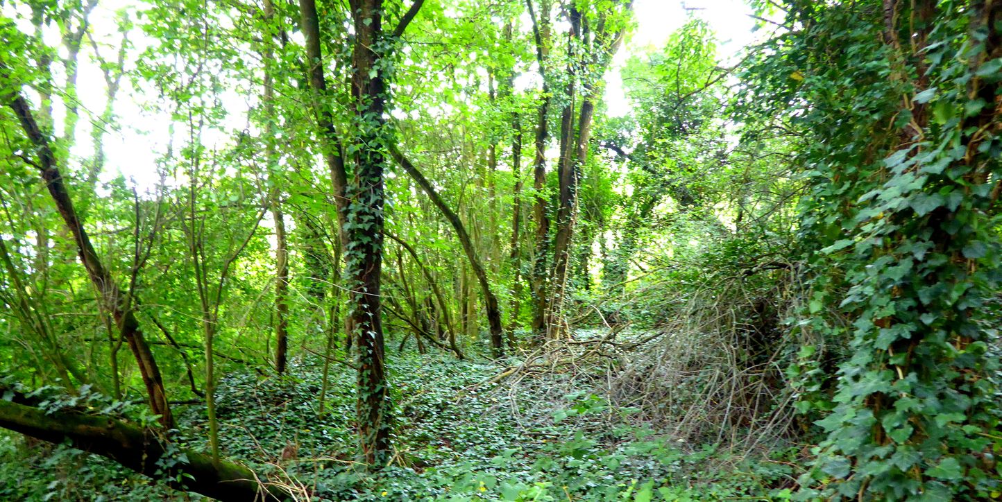 ein rahmen für die sommereichen oder que sera sera