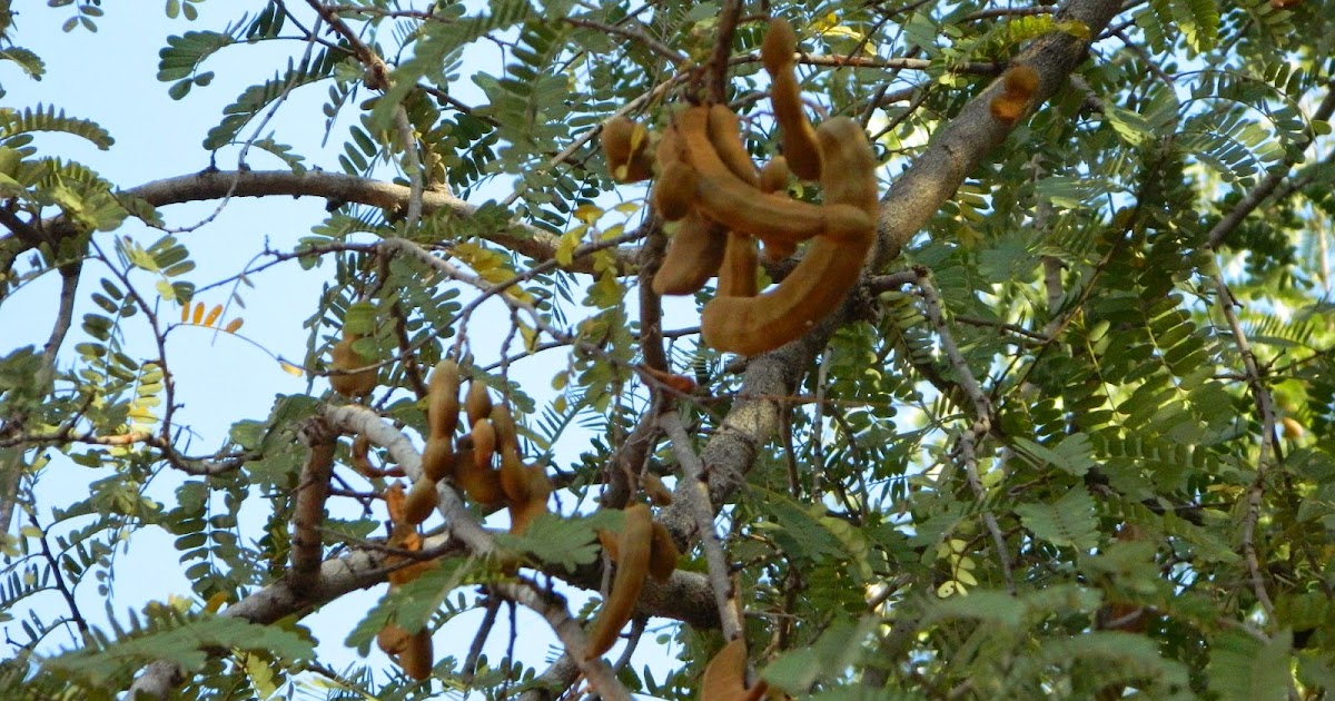 Fahamu Jinsi Ya Kutibu Magonjwa Zaidi Ya 20 Kwa Kutumia Tiba Asilia ...