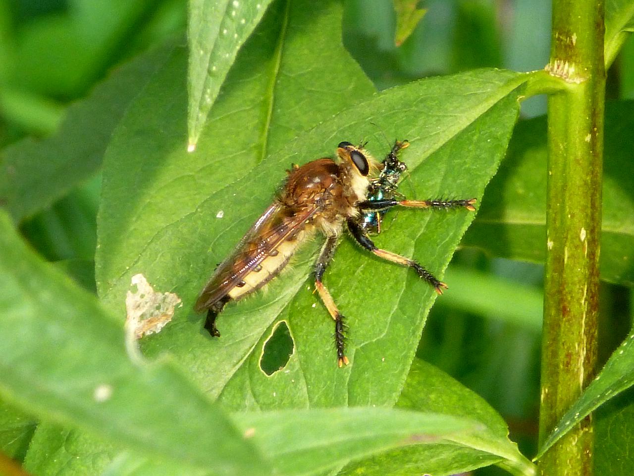 A View from the Beach: Robber Fly