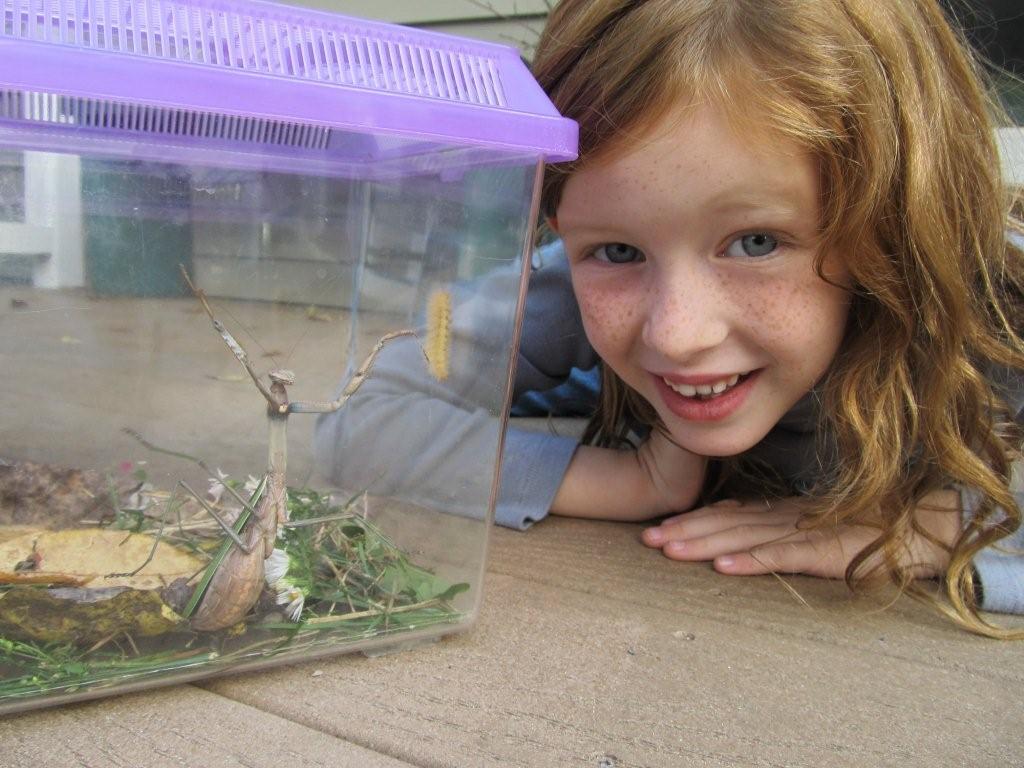Praying Mantis Eating Mouse