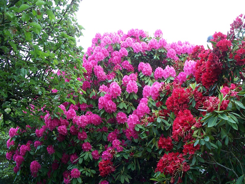 HOW TO GROW RHODODENDRONS IN ALKALINE SOIL |The Garden of Eaden