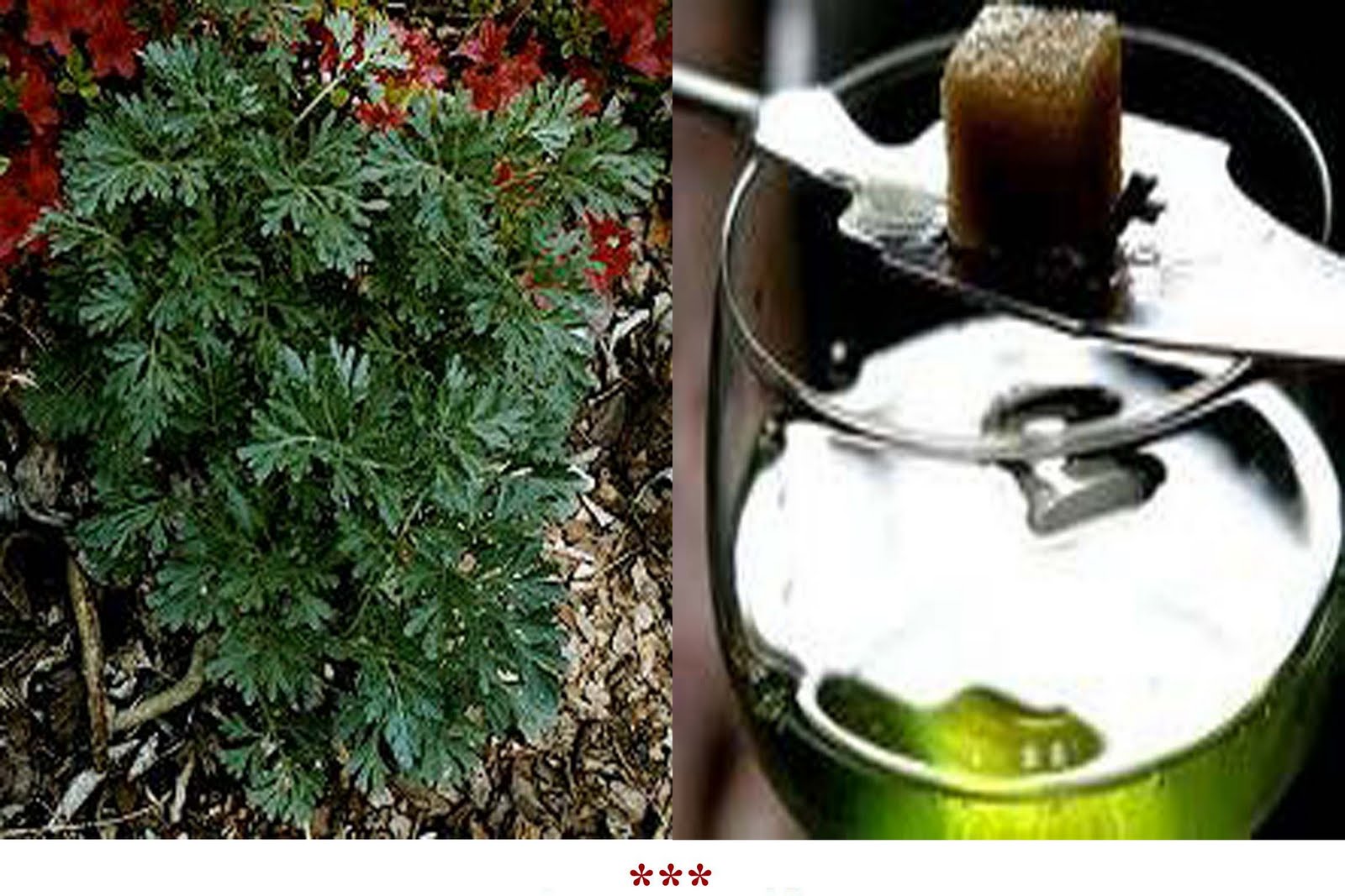 Absenta, la hora verde