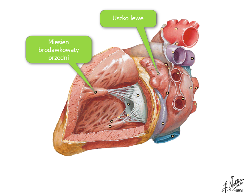 Biologia w liceum: Serce człowieka