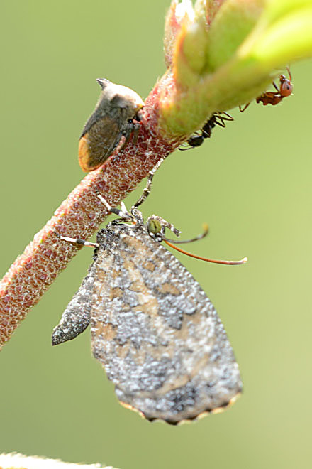 Beauty of Fauna and Flora in Nature: Ant-loving Lycaenids @ Ulu ...