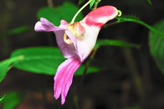 Curiosidades del Mundo: La Flor Perico (Impatiens psittacina).
