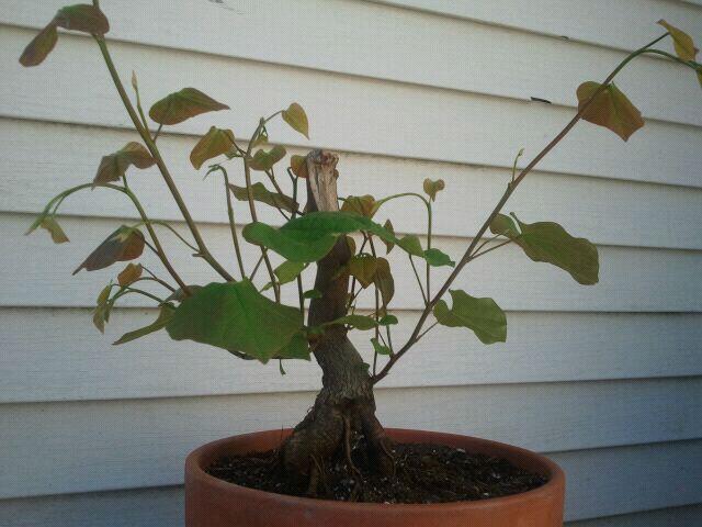 green things: eastern redbud