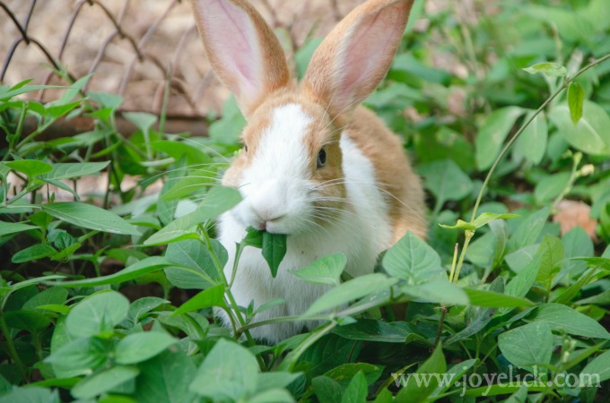 RABBIT KEEPING: What you need to know to get started! | Farm Girl ...