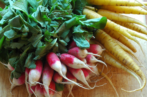 Roots and Their Modifications | Study Of Plant