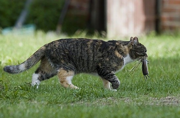 Cara Merawat Kucing Kampung Lucu Itu Mudah | Berita Seputar Kucing