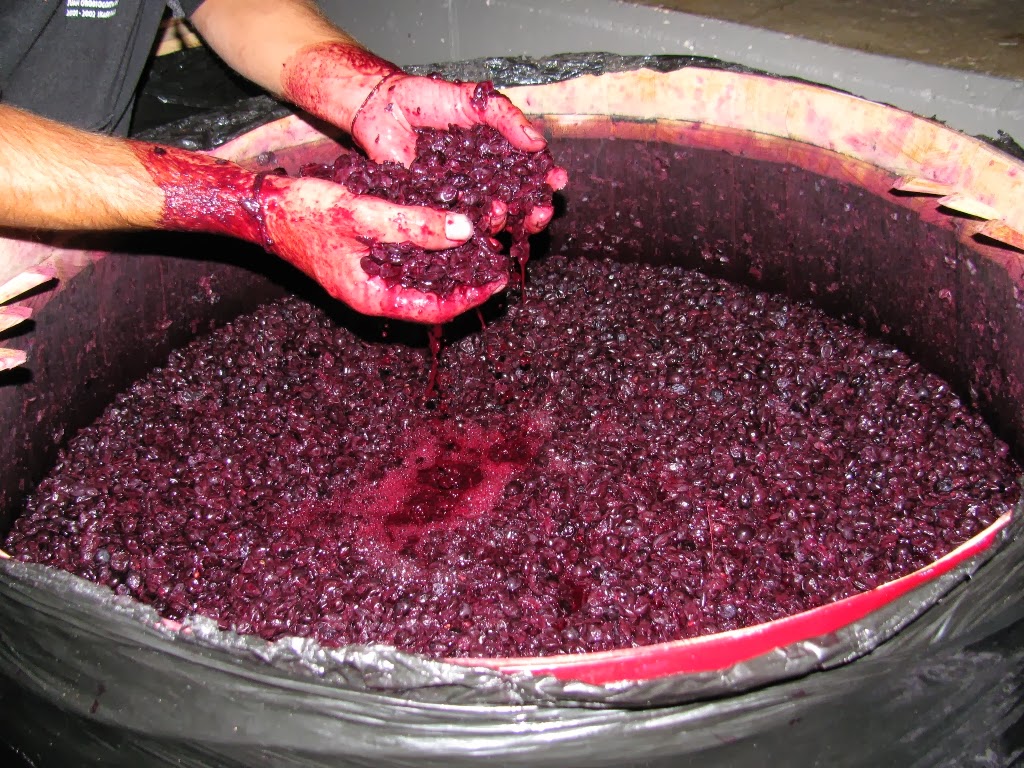 Cata de maceración carbónica 2013, ... 2ª parte