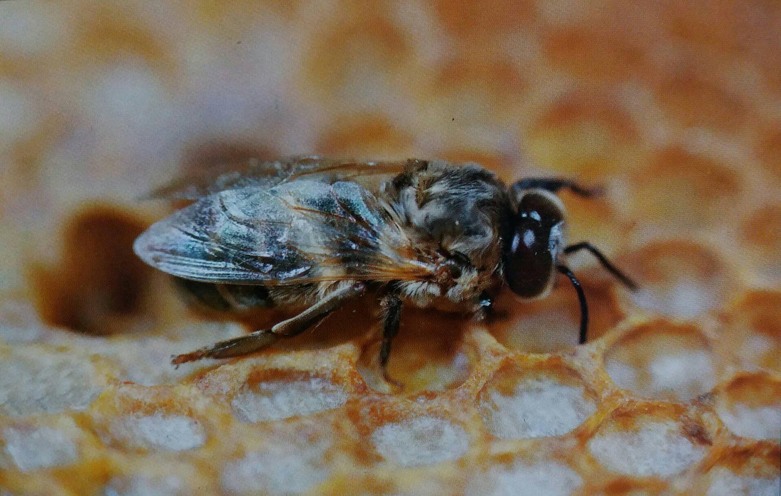 Zajednica pčele medarice - Pčelarstvo za početnike