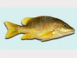 Pargo Amarillo o cola amarilla.