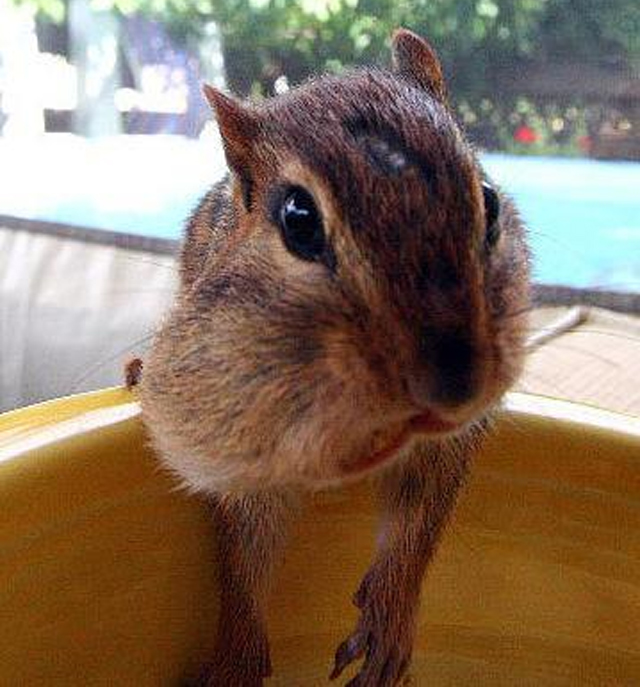 Esquilo guloso coloca o amendoim inteiro na boca - Ideias Green