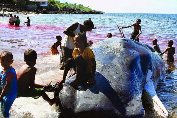 TRADISI MEMBURU IKAN PAUS DI LAMALERA, INDONESIA