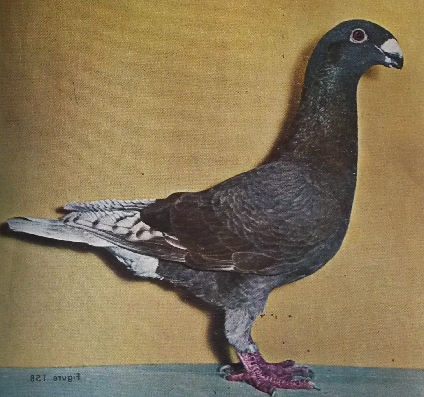 German Beauty Homer Pigeon with Origin Description Size Ornaments Color ...