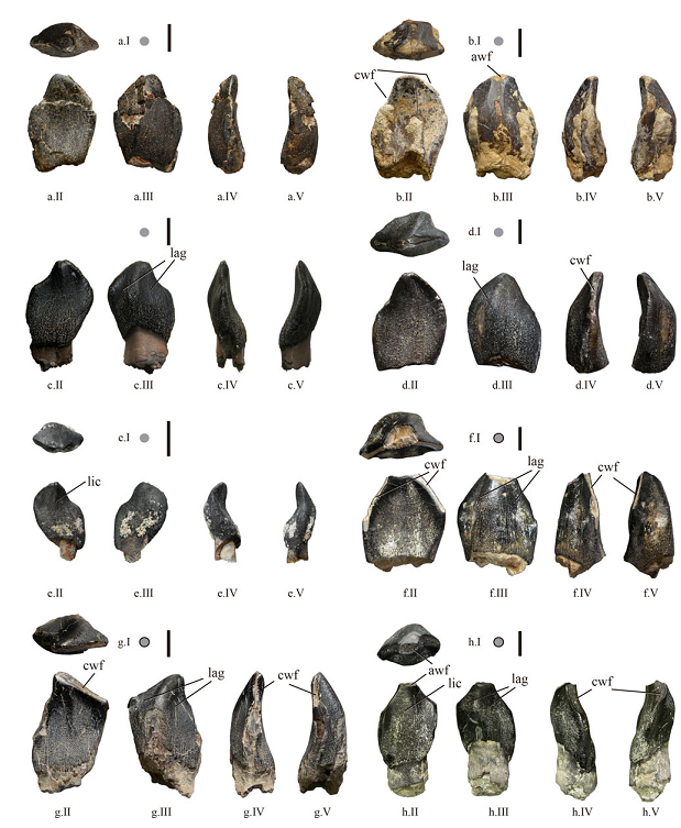 SOCIEDADE DE HISTÓRIA NATURAL: Dentes de saurópode do Jurássico ...