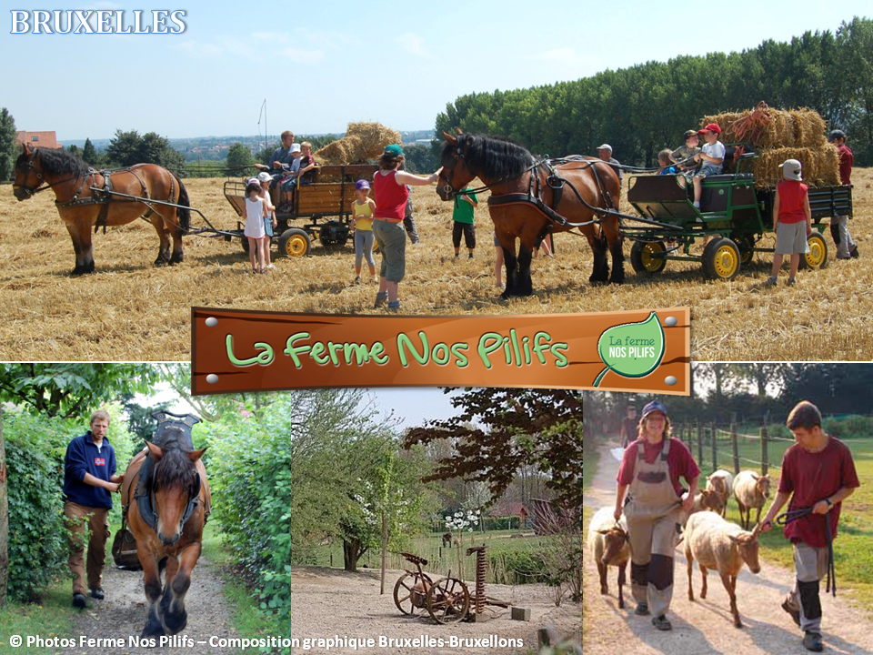 Bruxelles-Bruxellons: NOS PILIFS - Une ferme bruxelloise et bien plus ...