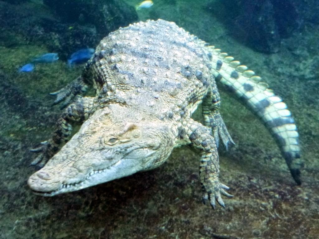 Taxonomía Chordata: Clase Reptilia Orden Crocodylia