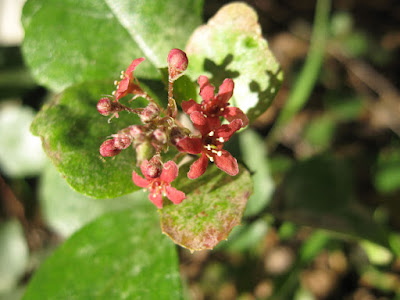Mother Nature's Backyard - A Water-wise Garden: Plant of the Month ...