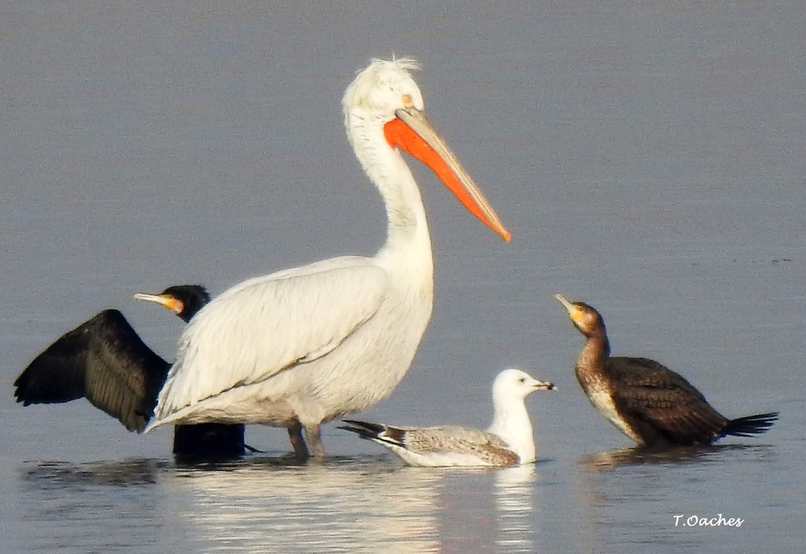 PASARI DIN ROMANIA: PELICAN CRET, Pelecanus crispus