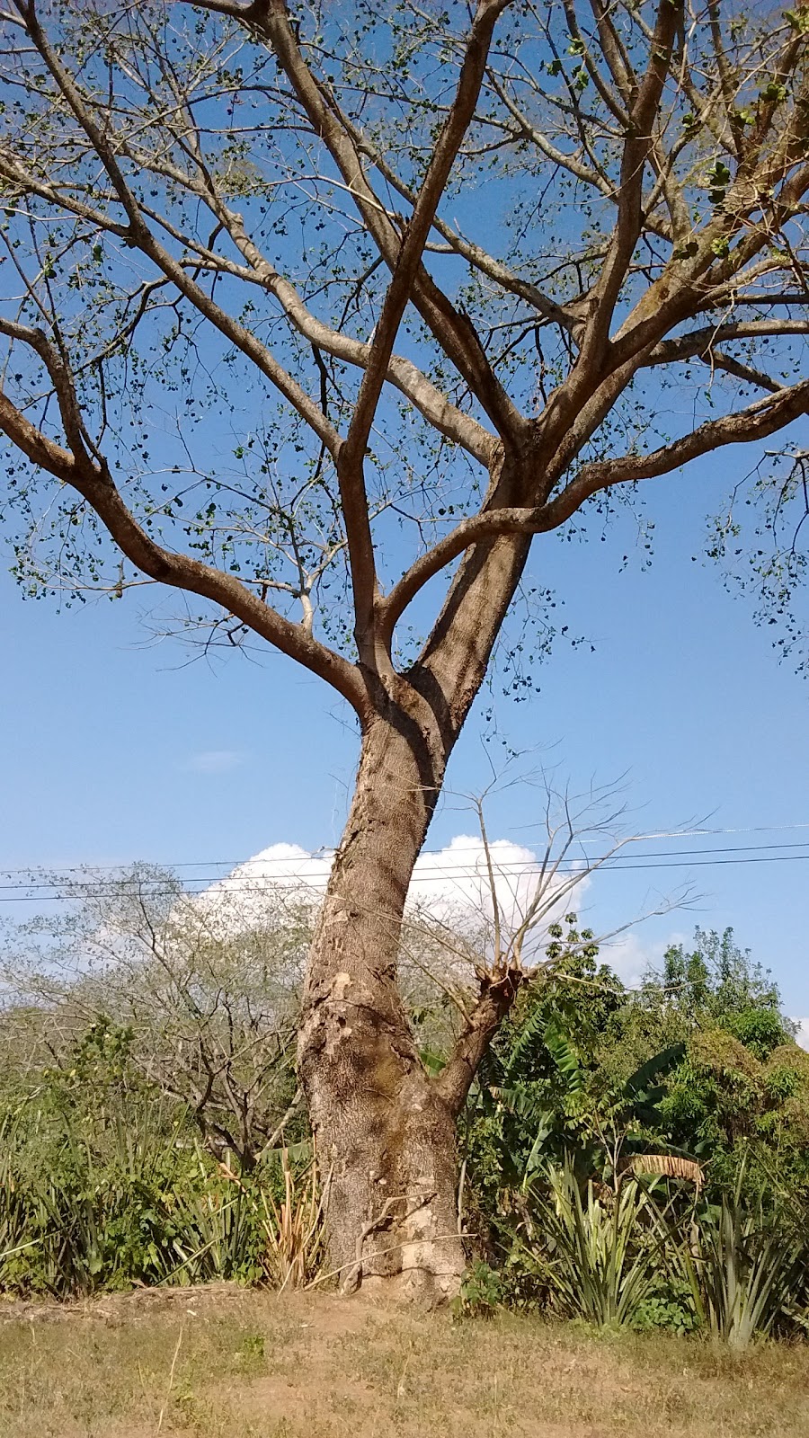 Tales of the Grandfather: Planting More than Seeds