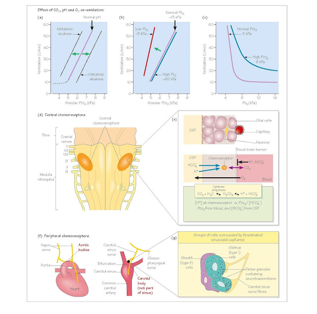 Control Of Breathing I: Chemical Mechanisms - pediagenosis