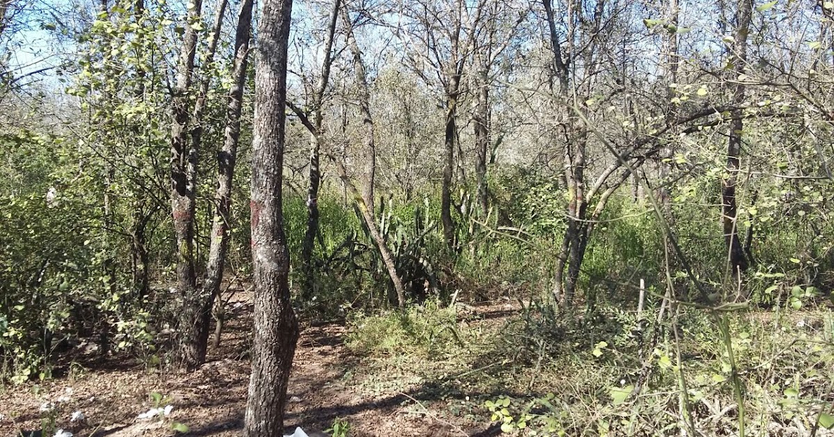 Parque Chaqueño Forestal: Ensayo de mejora estructural en parcelas de ...