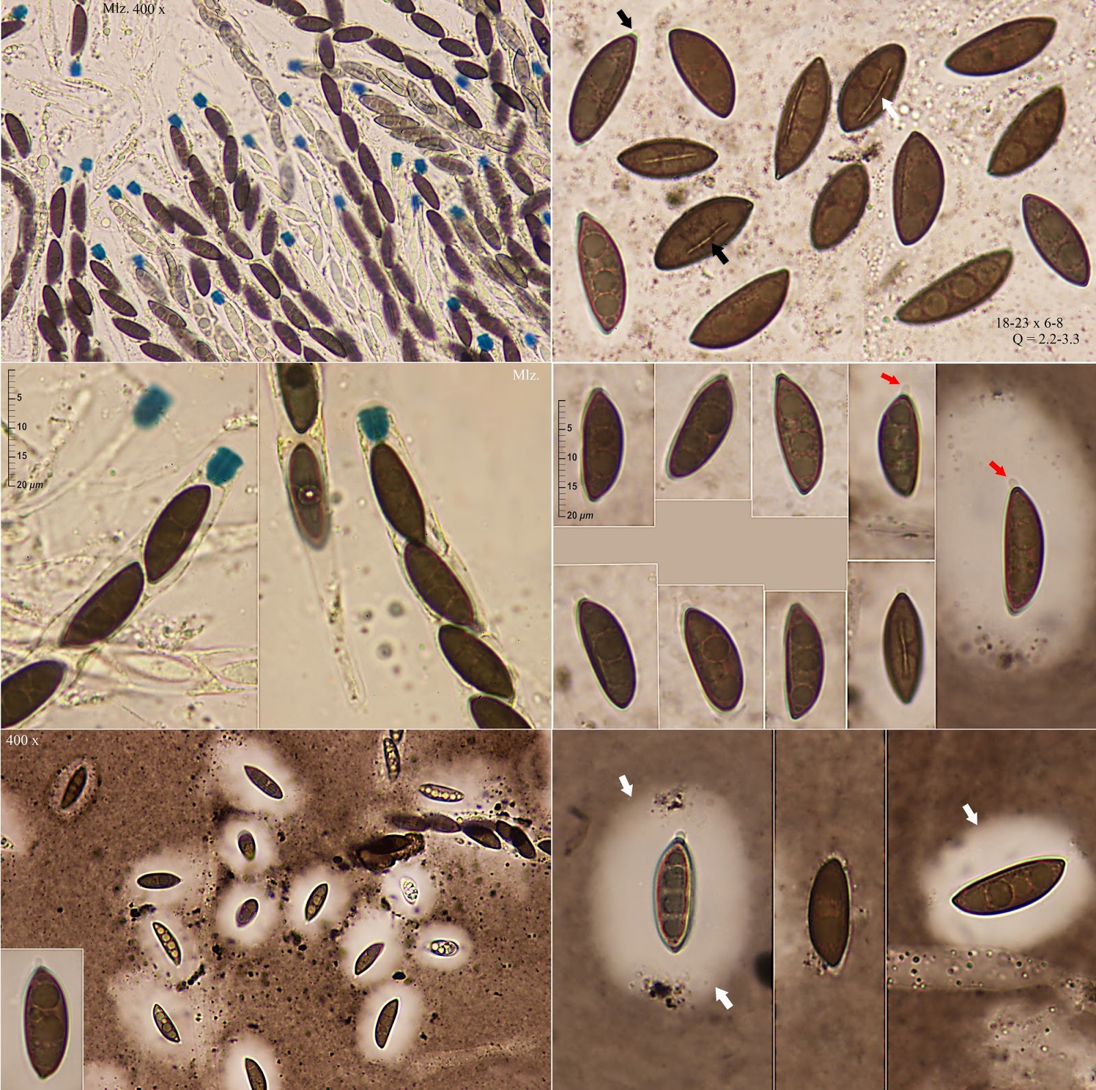 Rosellinia mycophila (Fr.) Sacc. • CEMAS Orden Xylariales, Thuja sp.