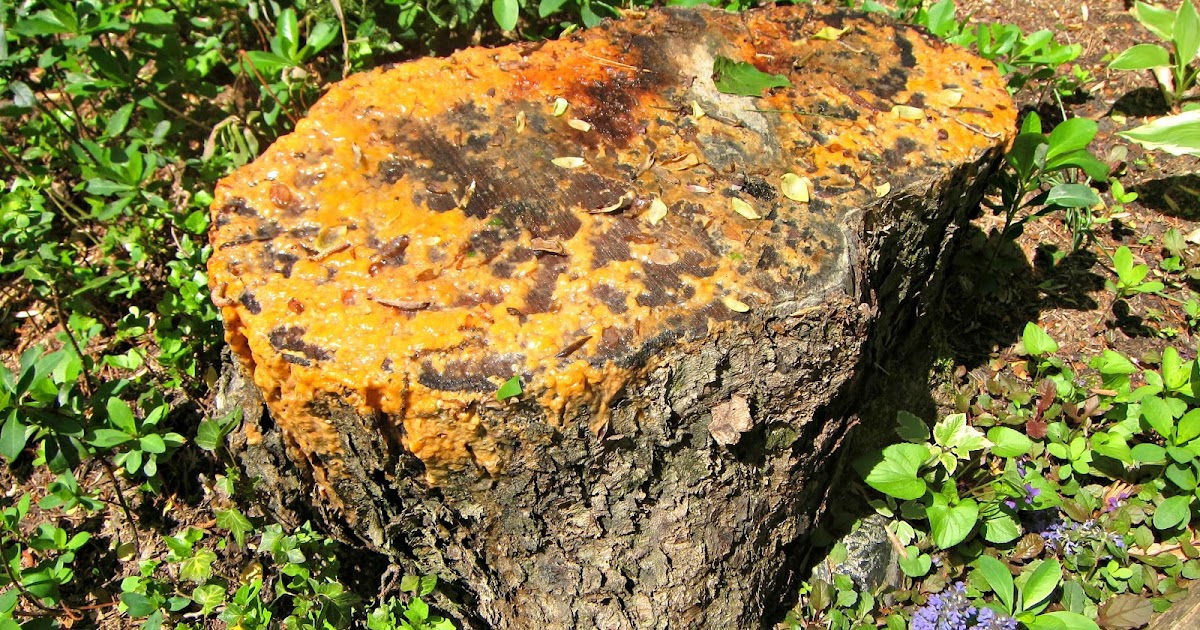 Moldy Tree Stump