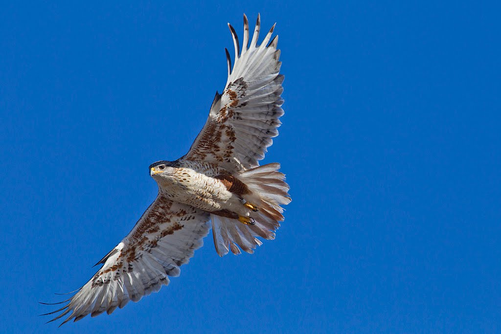 All Wallpapers: Ferruginous Hawk Pictures