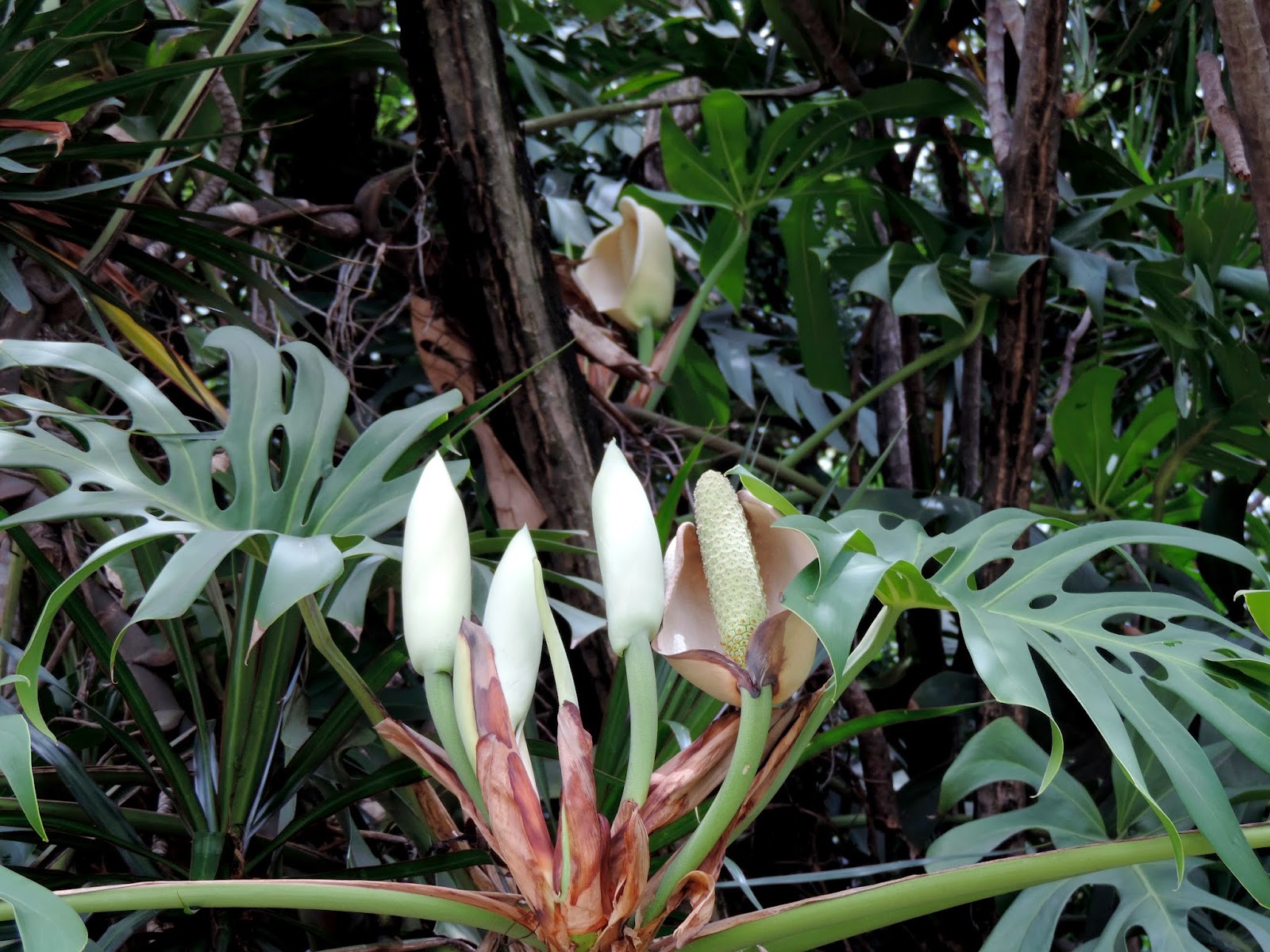 come-se: A fruta deliciosa. Monstera deliciosa. Compota de deliciosa