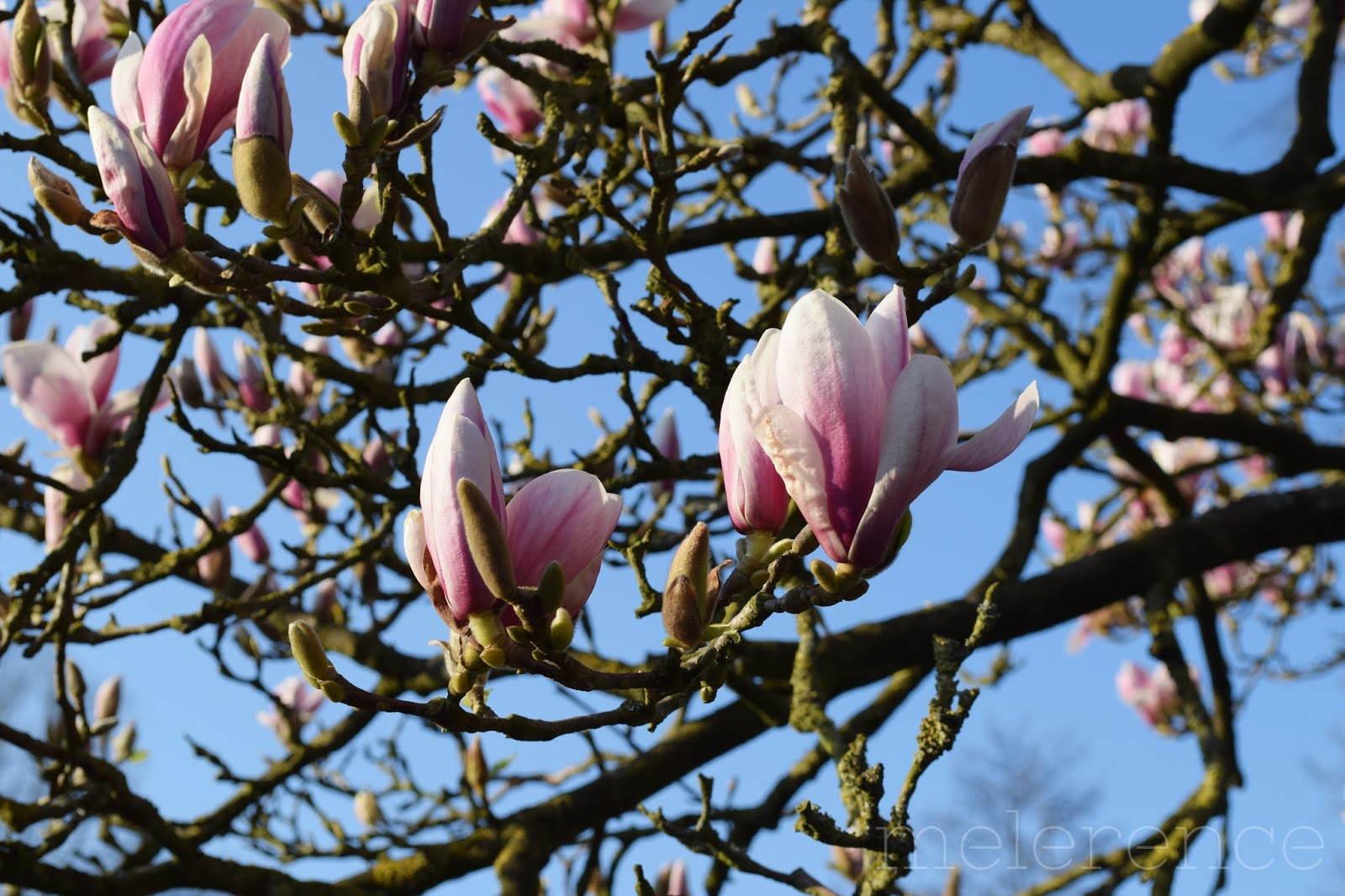 Hollanda'nın Masalsı Manolyaları