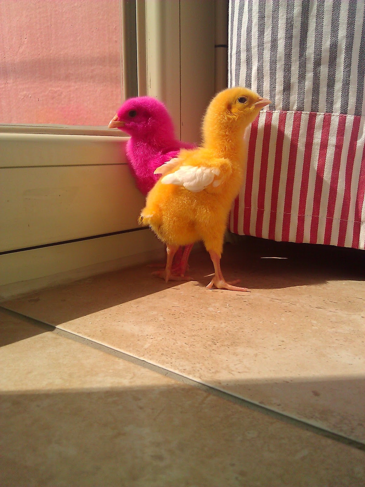 pollitos en casa | Chick´s at home