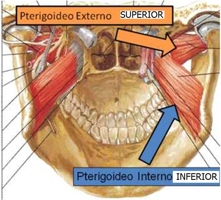 Los pterigoideos : lateral