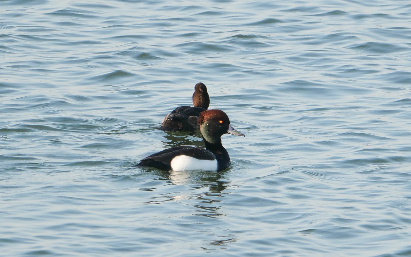 CAMBRIDGESHIRE BIRD CLUB GALLERY: Hybrid Duck
