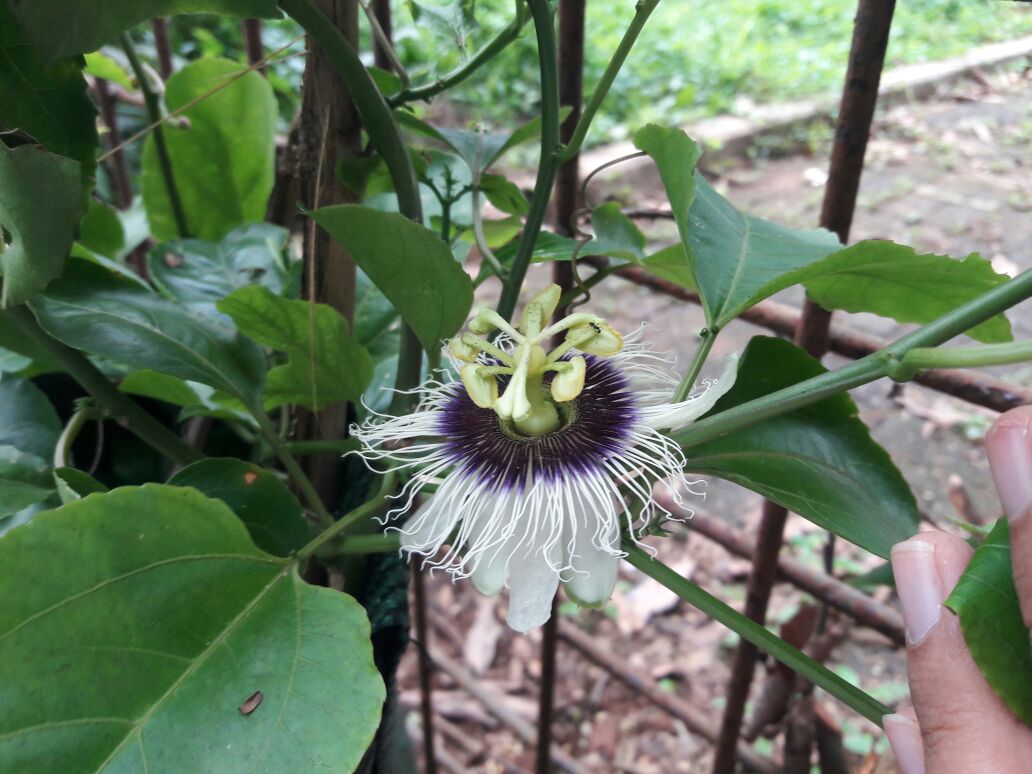 Belajar Bareng Tanaman Buah