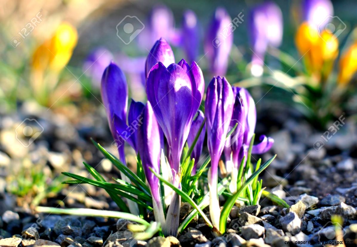 Purple Early Spring Flowers | Wallpapers Gallery