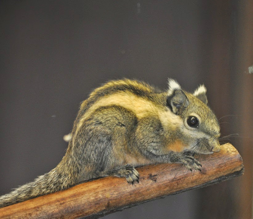 ZOOTOGRAFIANDO (6.100 ANIMALS): ARDILLA RAYADA DEL HIMALAYA / HIMALAYAN ...