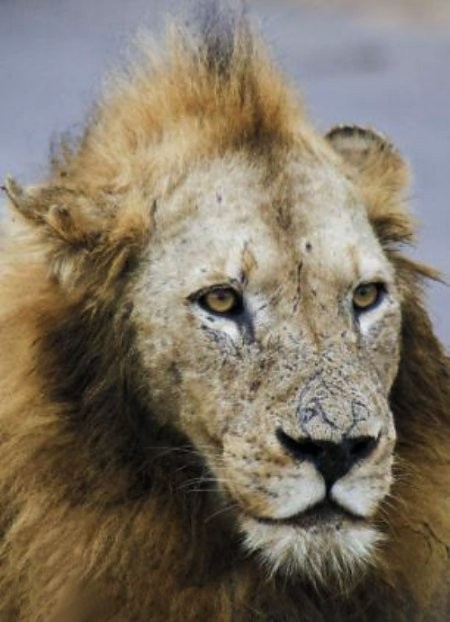 Onoaja: Kumpulan rambut hewan bergaya lucu