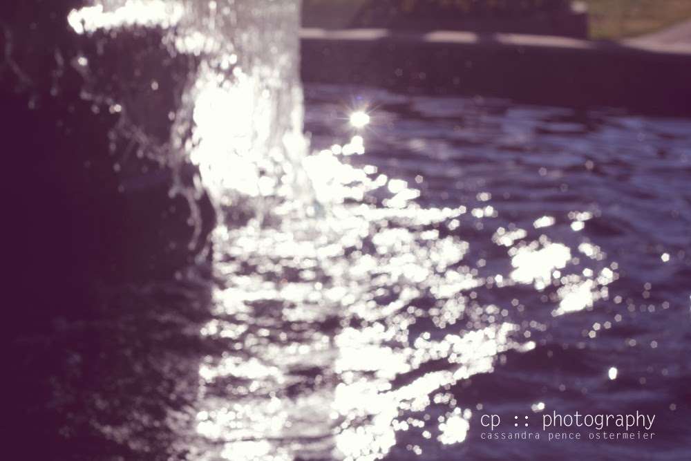 sassafras: light & focus :: abstract photography