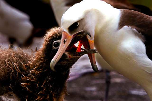 Latest Funny Pictures: Funny Albatross Pictures