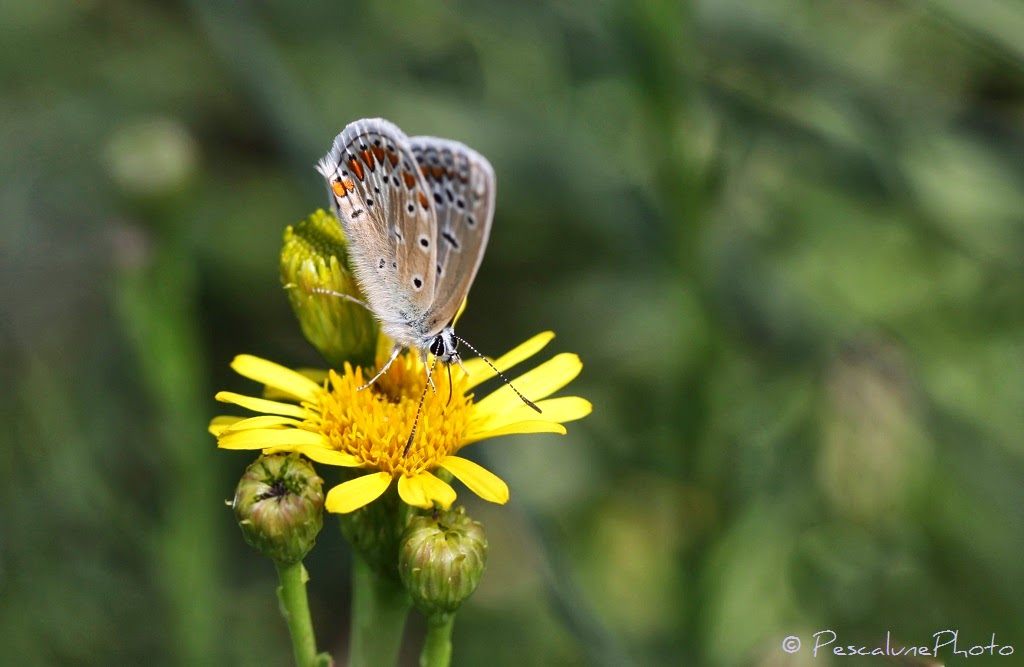 Pescalune Photo: Argus bleu ou Azuré de la Bugrane (Polyommatus icarus ...