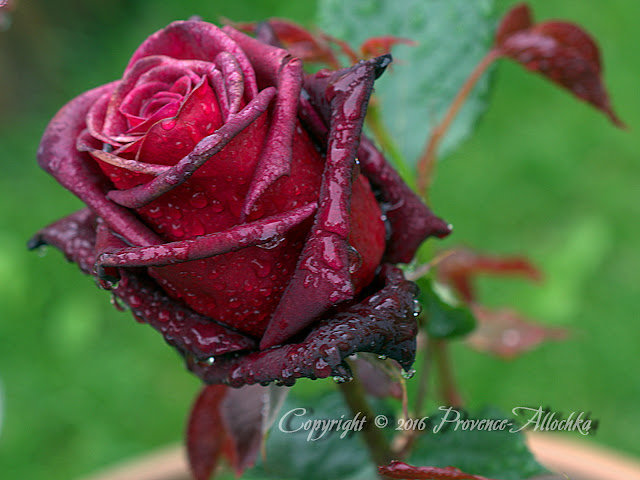 Juste des Photos Pro Provence.